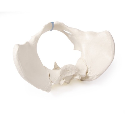 Female Pelvis with Sacrum Model | Health and Care